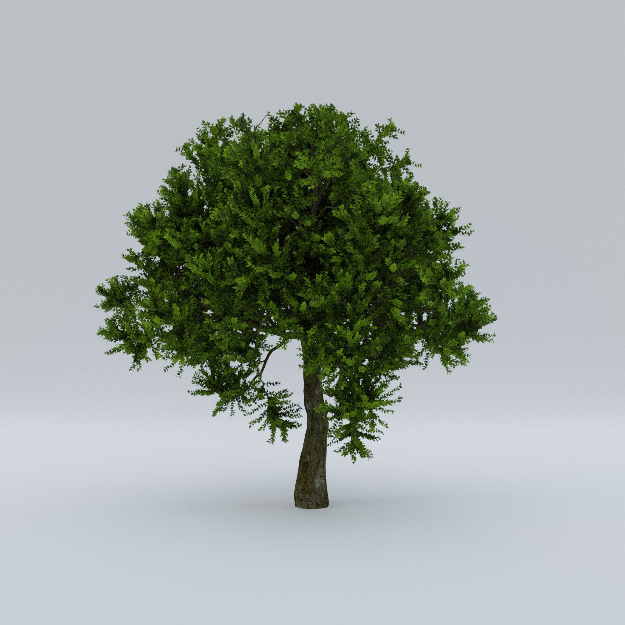 LargeTree | FREE Trees models | BlenderKit