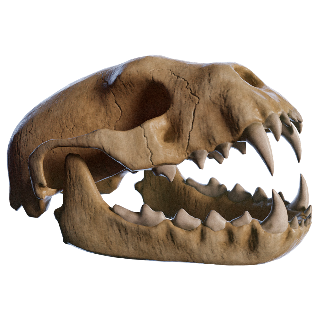 Fully rigged human skeleton | Human Skeletons models | BlenderKit