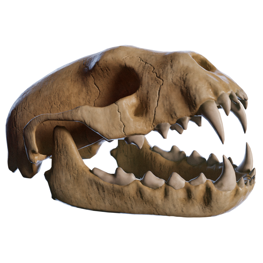 Weasel skull | Human Skeletons models | BlenderKit