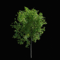 Pine tree | FREE Trees models | BlenderKit