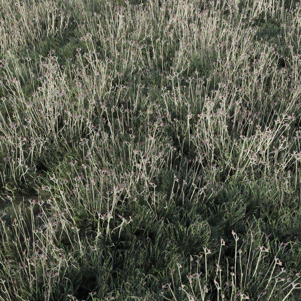 Grass Tall Red Flower | Grass models | BlenderKit