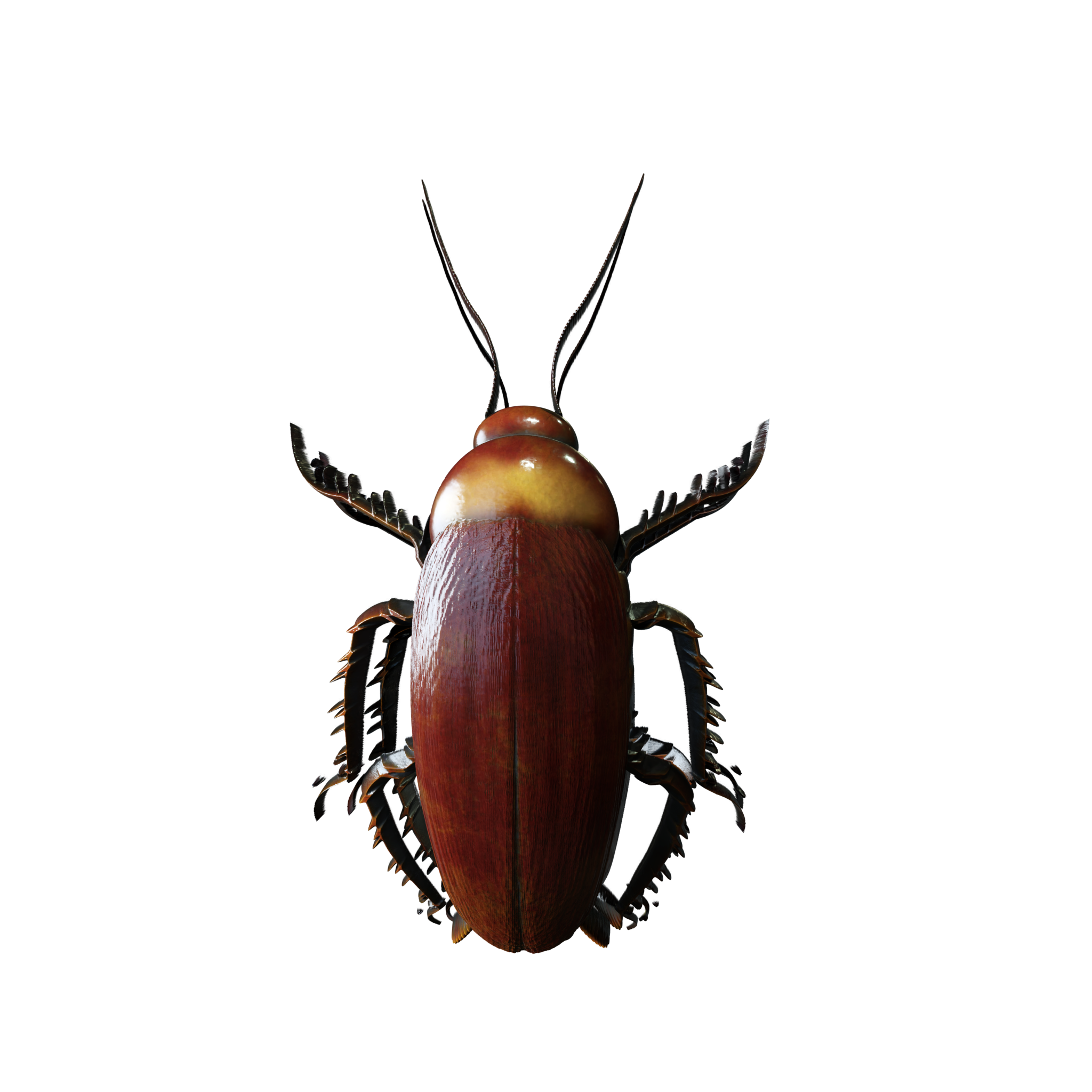 Cockroach Individual | FREE animal materials | BlenderKit