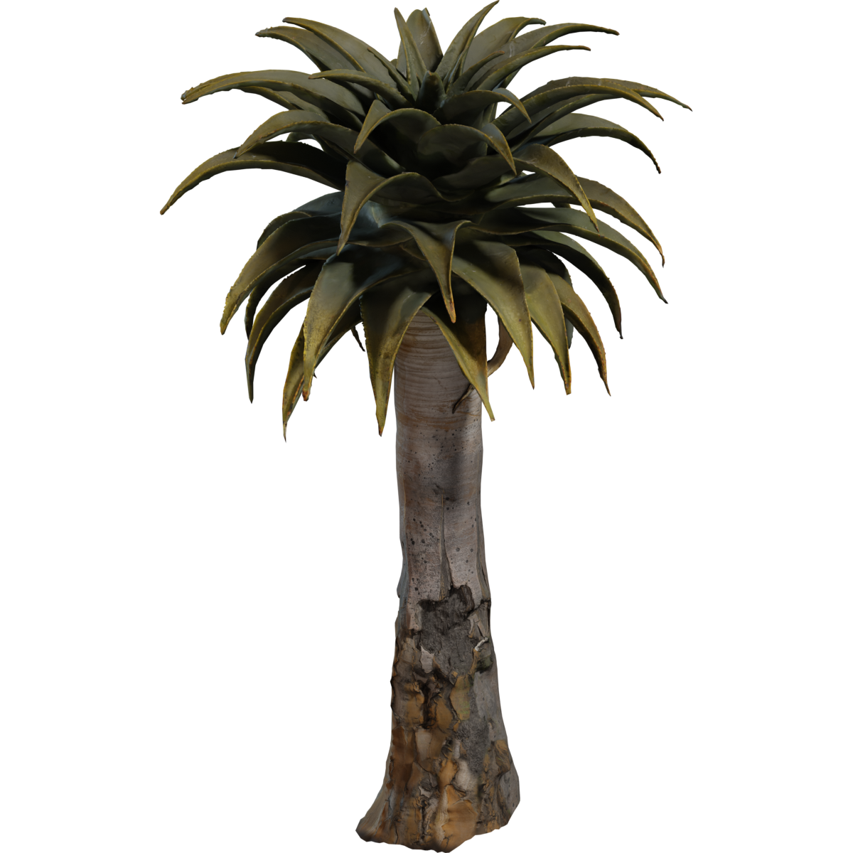 Quiver Tree 02 | FREE Animals models | BlenderKit