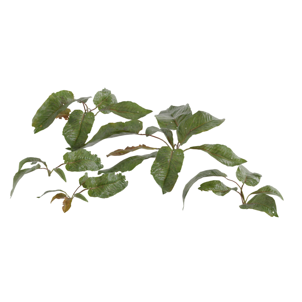 Weed plant | FREE Outdoor Plants models | BlenderKit
