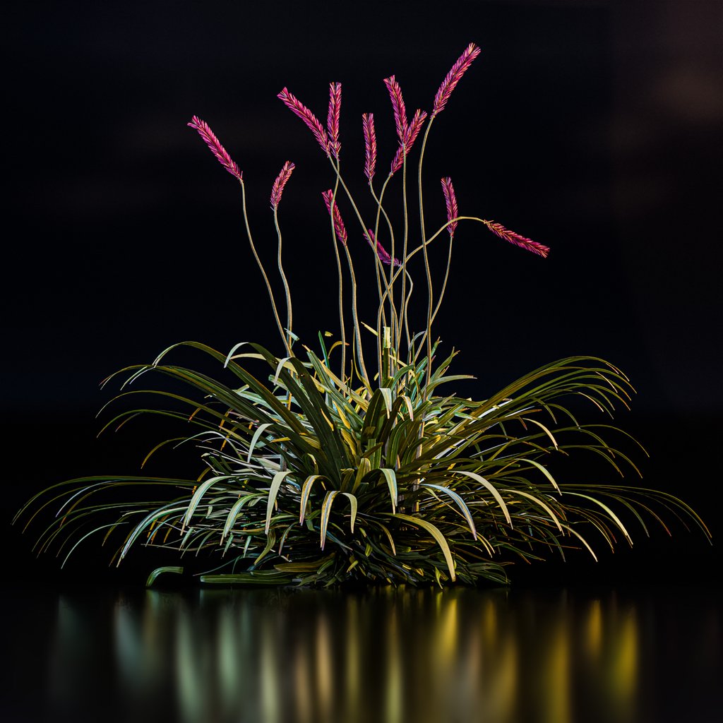 BlenderKit | Download the FREE Small bush plant model