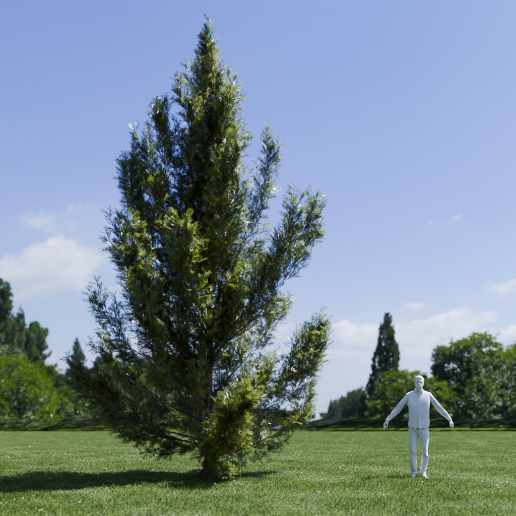 Pine tree - Pinus Flexilis Animated | Trees models | BlenderKit