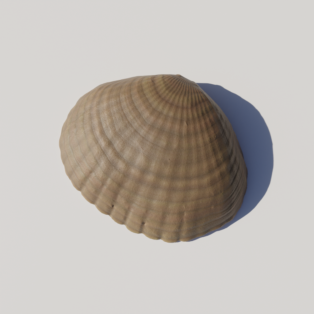 Seashell Common Cockle - brown | FREE Nature models | BlenderKit
