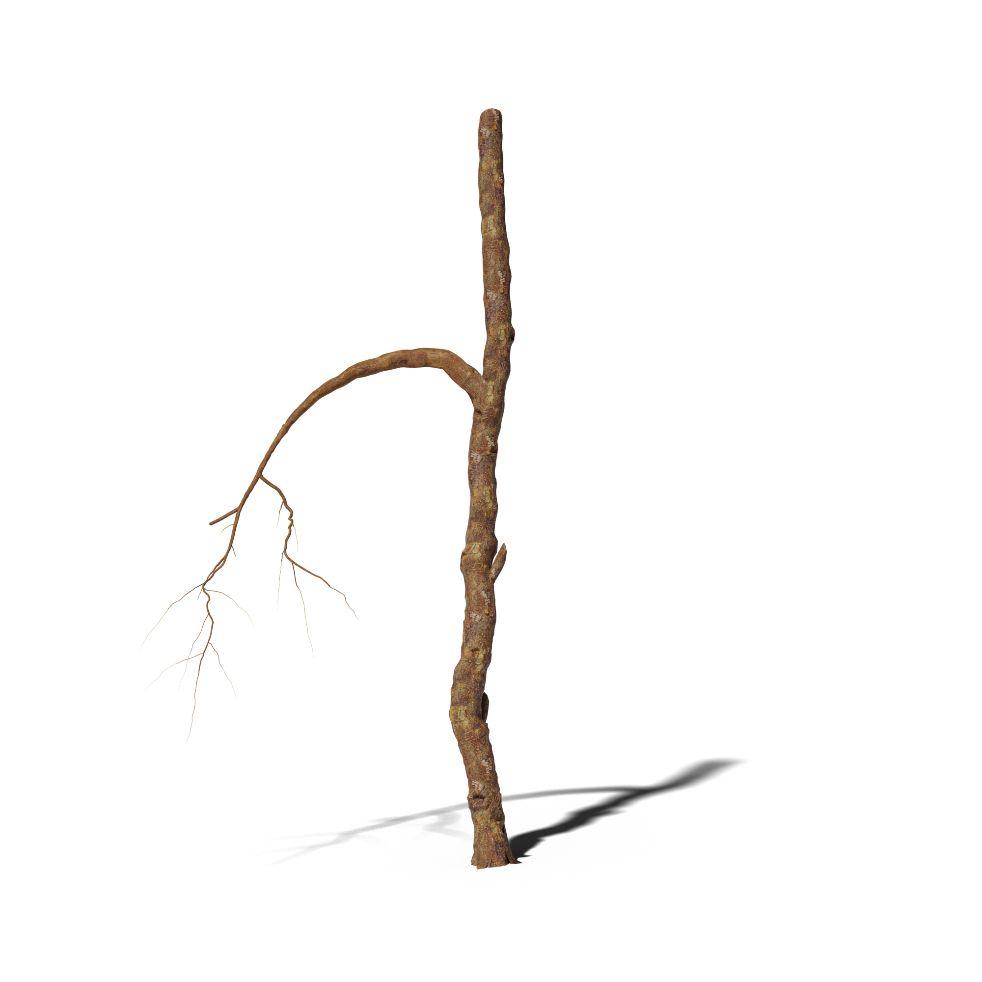 Trunk v4 | Trees models | BlenderKit