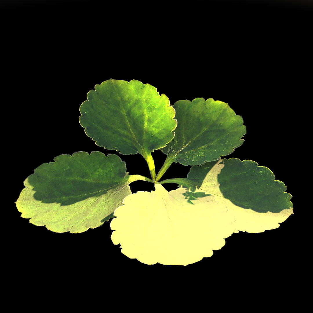 Weed | FREE Grass models | BlenderKit