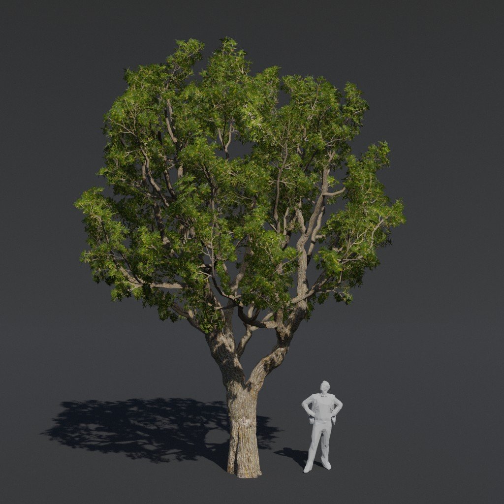Tree Black Board C1 | Trees models | BlenderKit