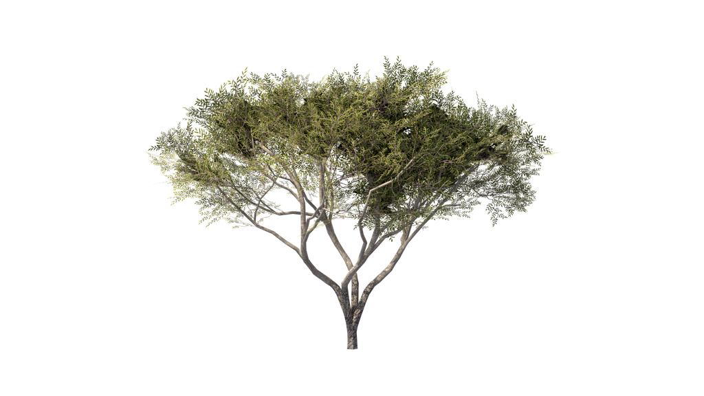 Acacia | Trees models | BlenderKit
