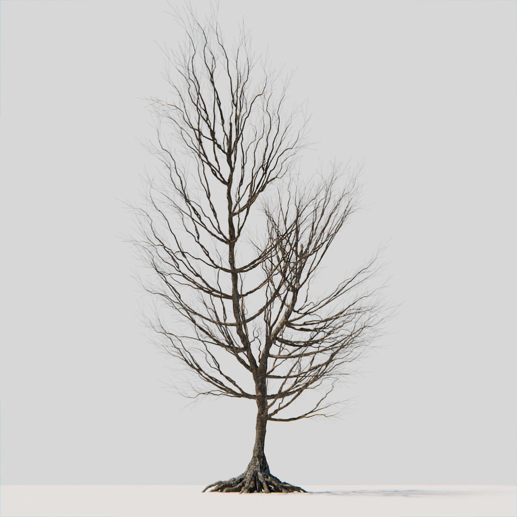 Dry Tree 05 | Trees models | BlenderKit