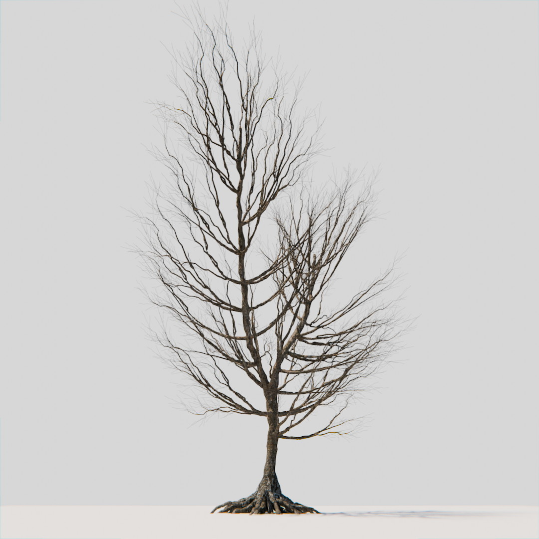 Dry Tree 05 | Trees models | BlenderKit