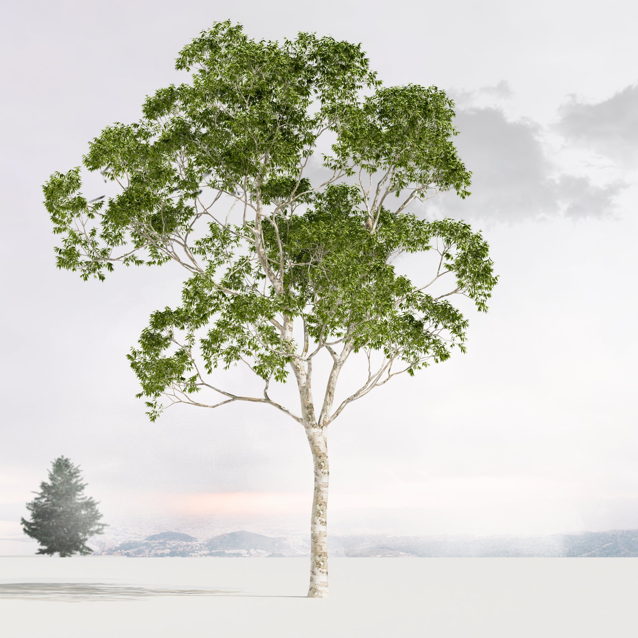 Eucalyptus Saligna TallTree | Trees models | BlenderKit