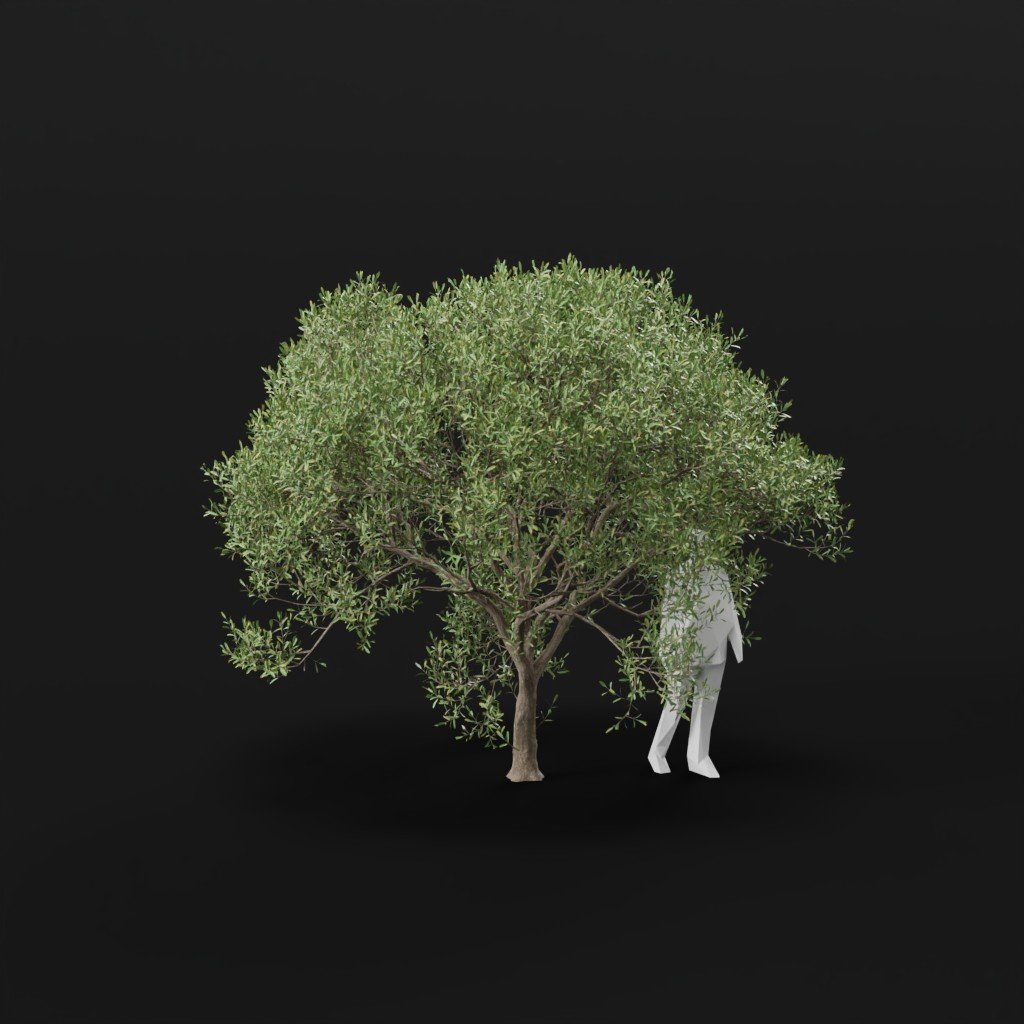 Olive Tree Large | Trees models | BlenderKit