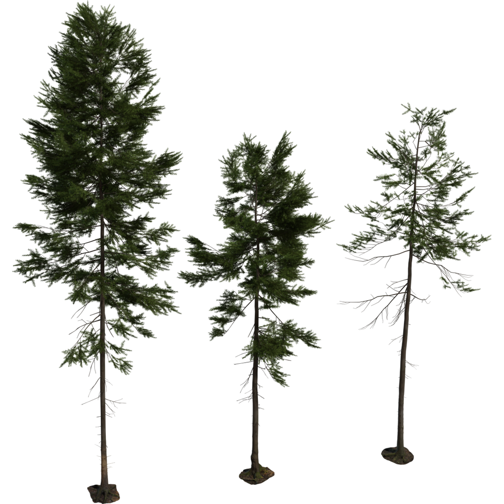 Fir Tree 01 | FREE Trees models | BlenderKit