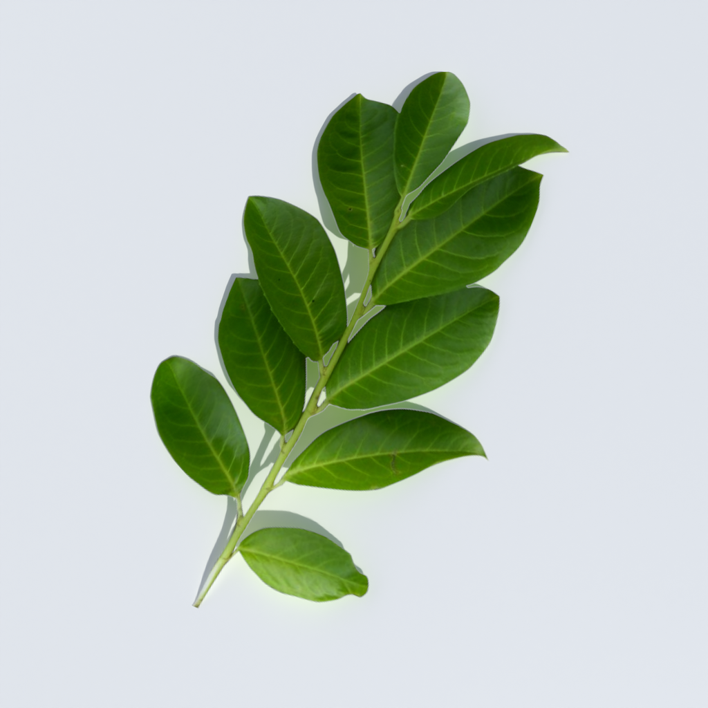 Laurel Leaves | Nature models | BlenderKit