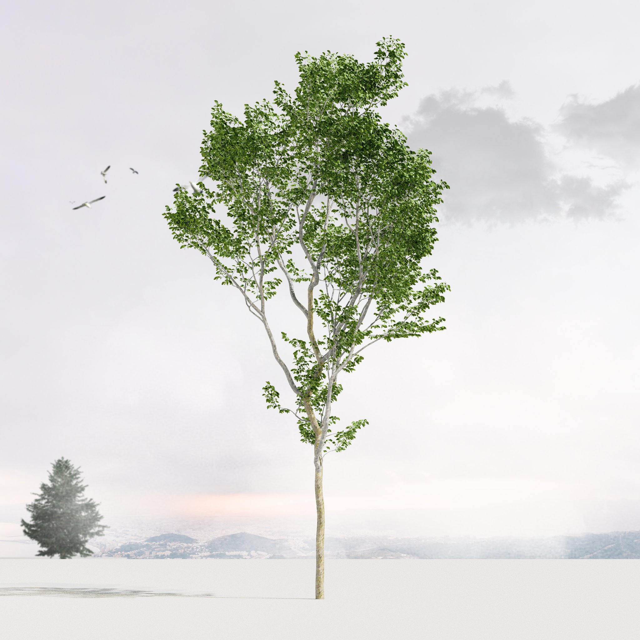 Resinous Aquilaria Tree HD | Trees models | BlenderKit