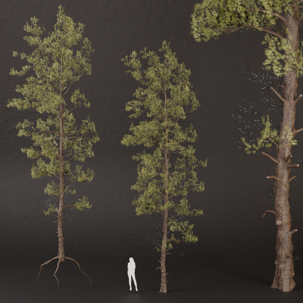 SJ-Realistic Pine Tree Pack | Trees models | BlenderKit