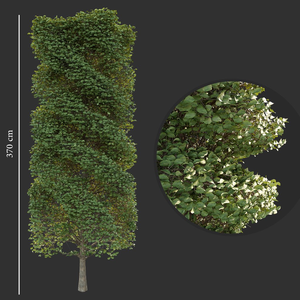Tree | Trees models | BlenderKit