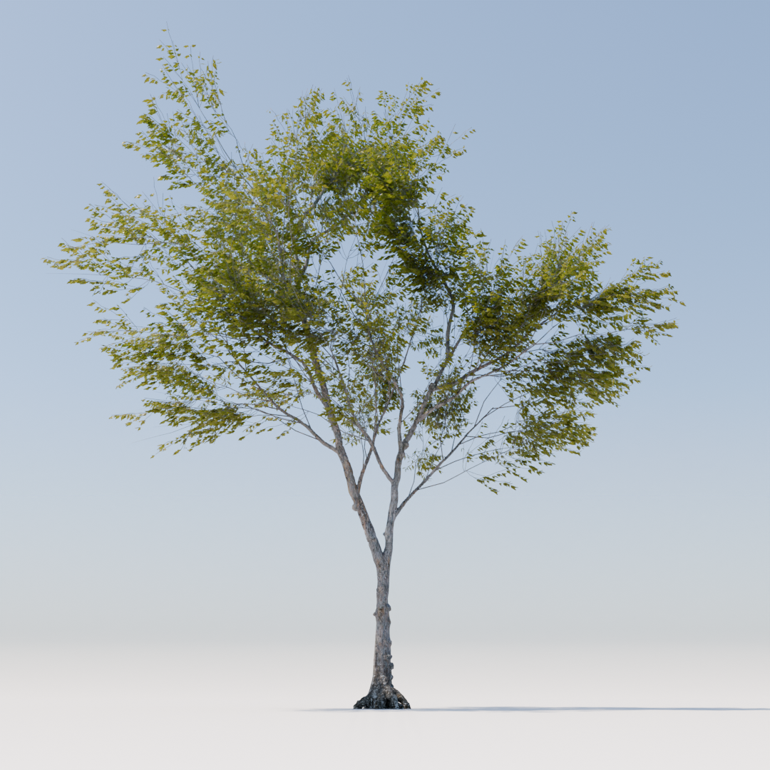 Tree 23 | Trees models | BlenderKit