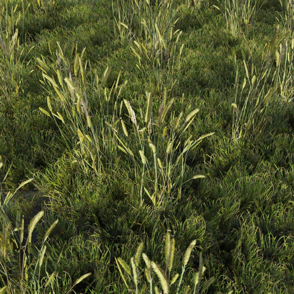 BlenderKit | Download the Grass Reed model