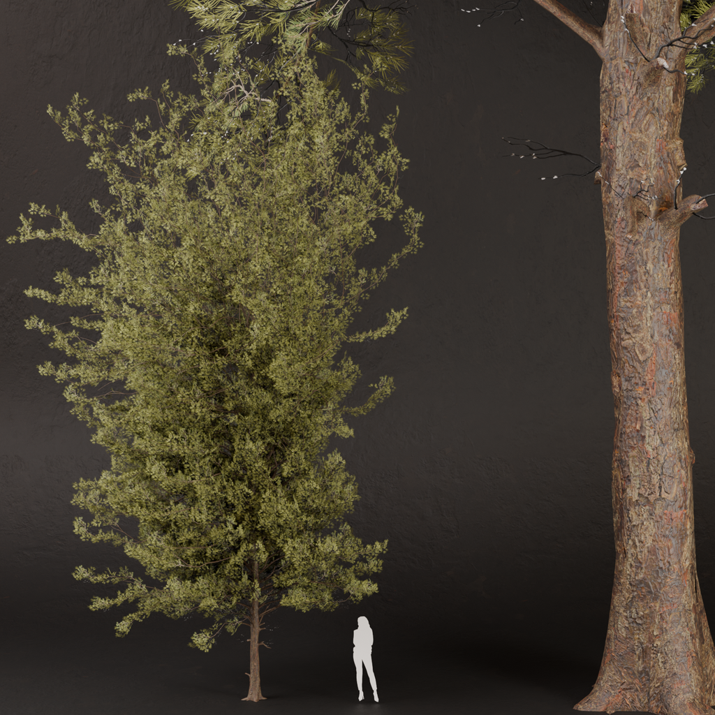 SJ-lowpoly pine realistic tree | Trees models | BlenderKit