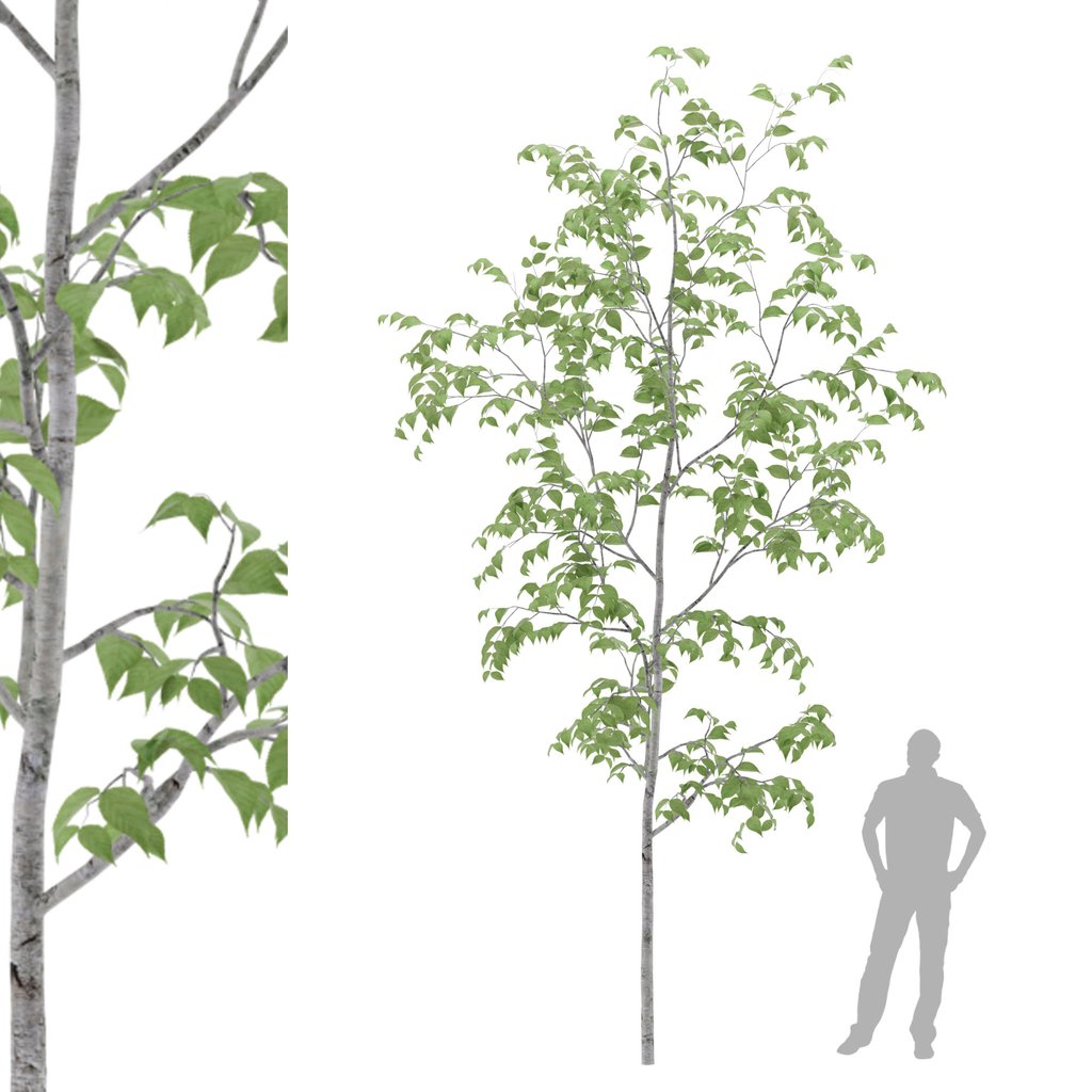 Himalayan Birch 02 03 01 A | Trees models | BlenderKit