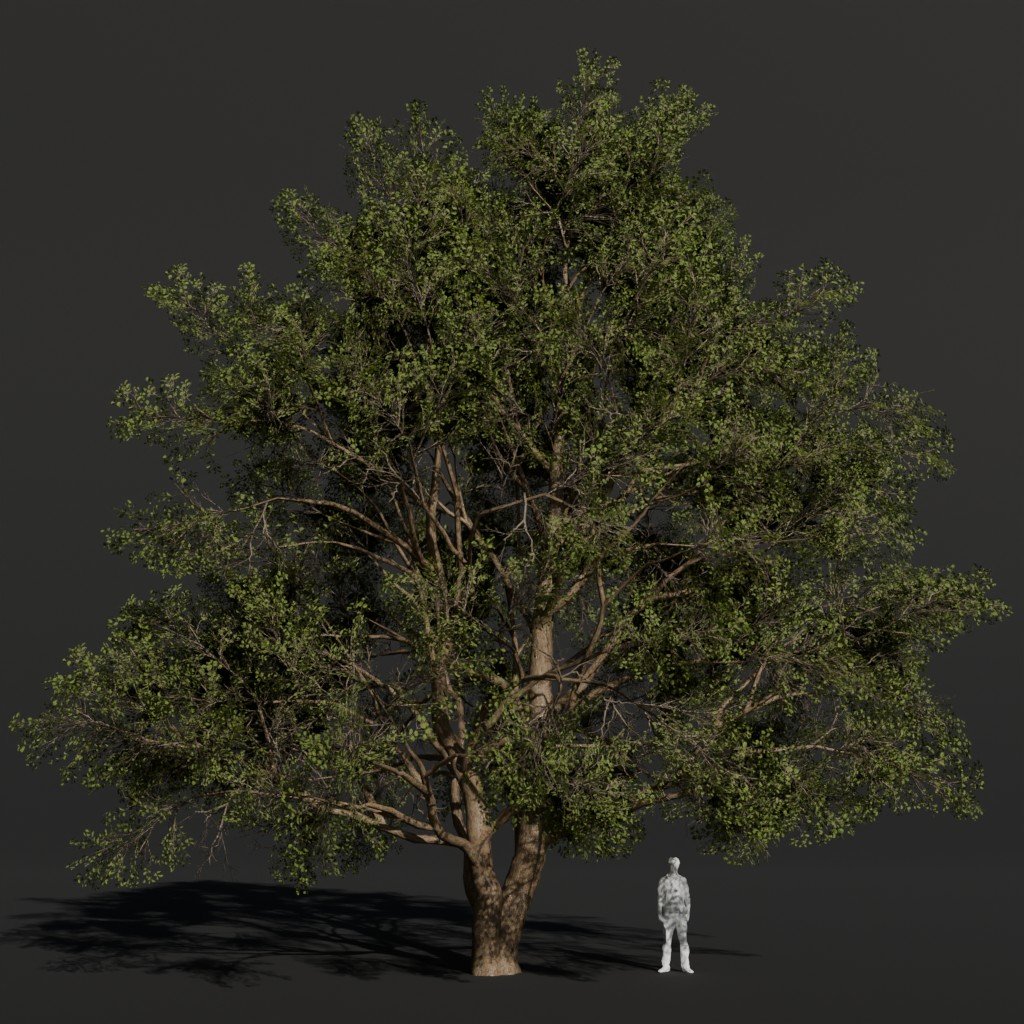 Black Alder Elder | Trees models | BlenderKit