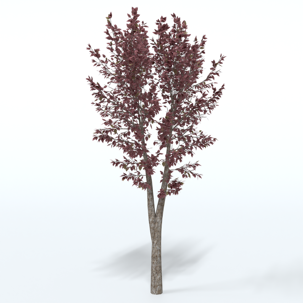 Street Tree | Trees models | BlenderKit