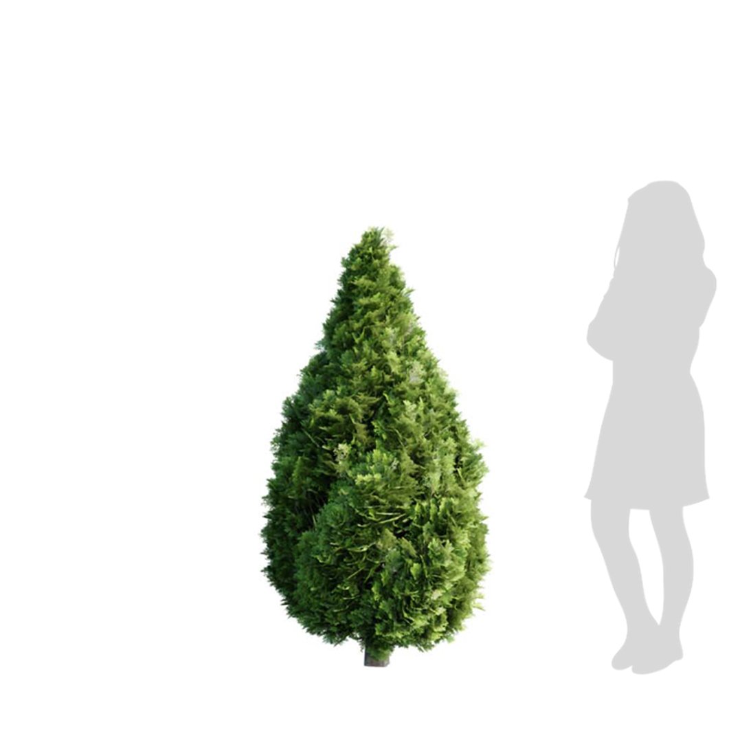 Rocky Mountain Juniper | Outdoor Plants models | BlenderKit