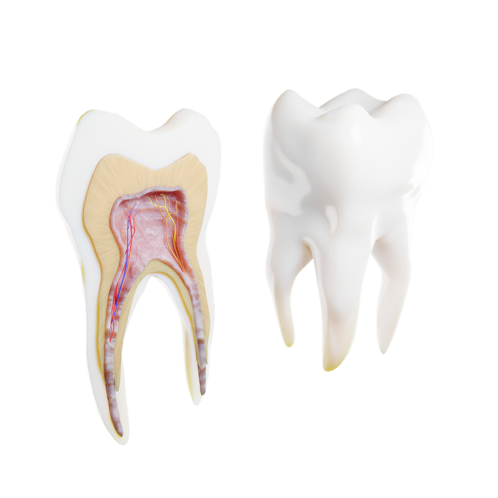 Stylized Human Lungs | FREE Internal Organs models | BlenderKit
