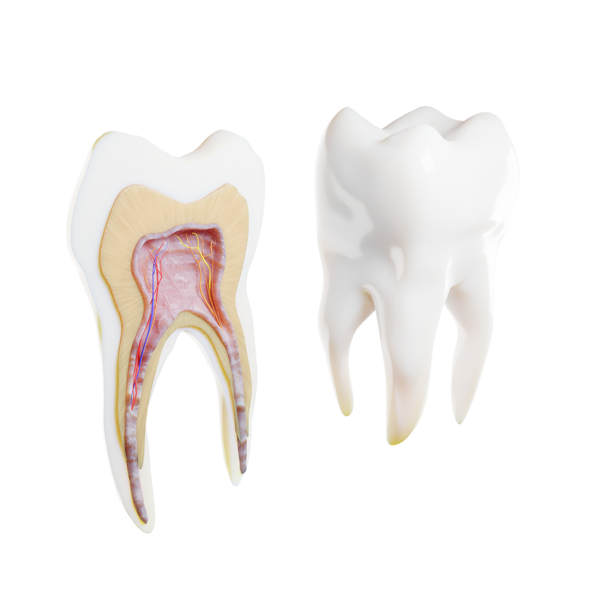 Tooth Cross Section (Animated) | FREE Internal Organs models | BlenderKit
