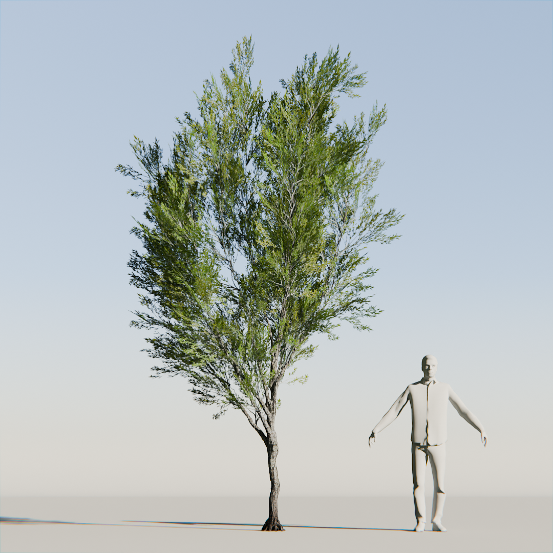 Coral bark tree animated lowpoly | Trees models | BlenderKit