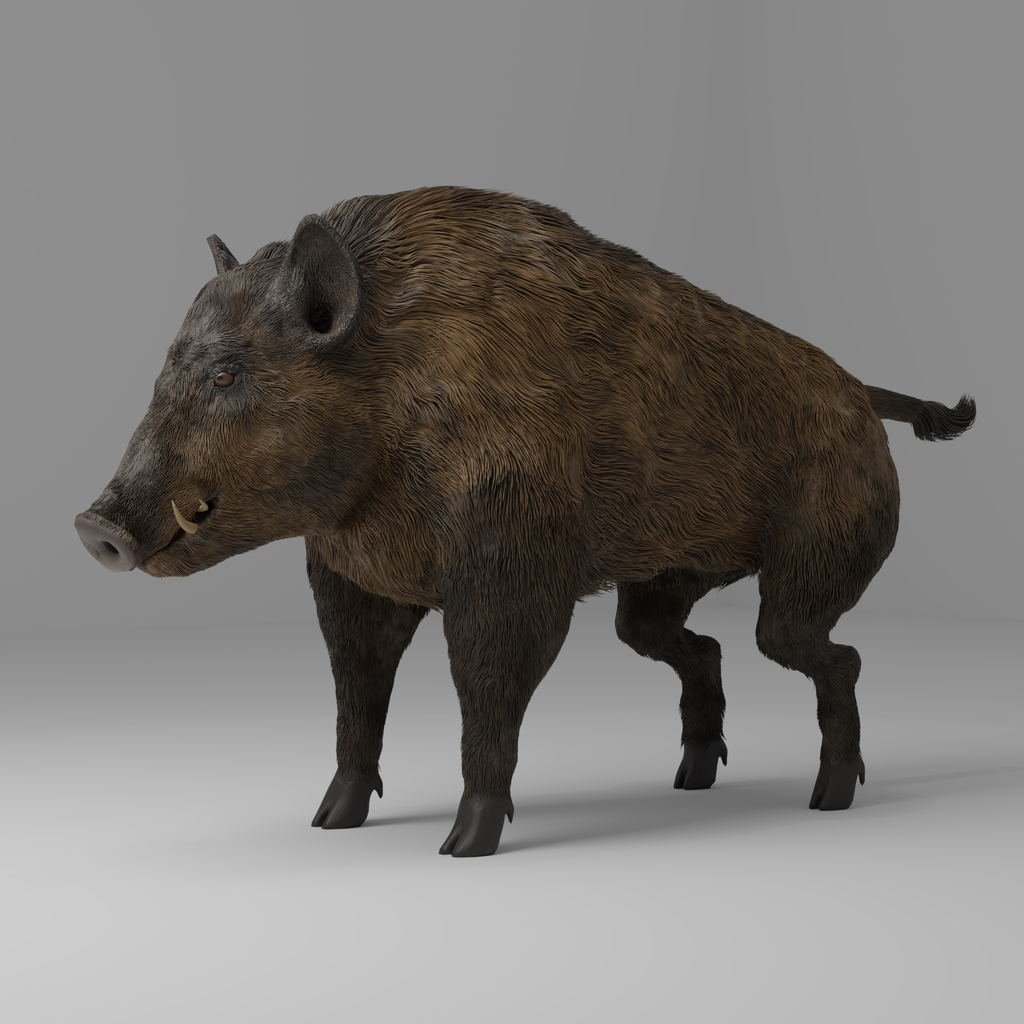 Boar | Mammals models | Blendkit