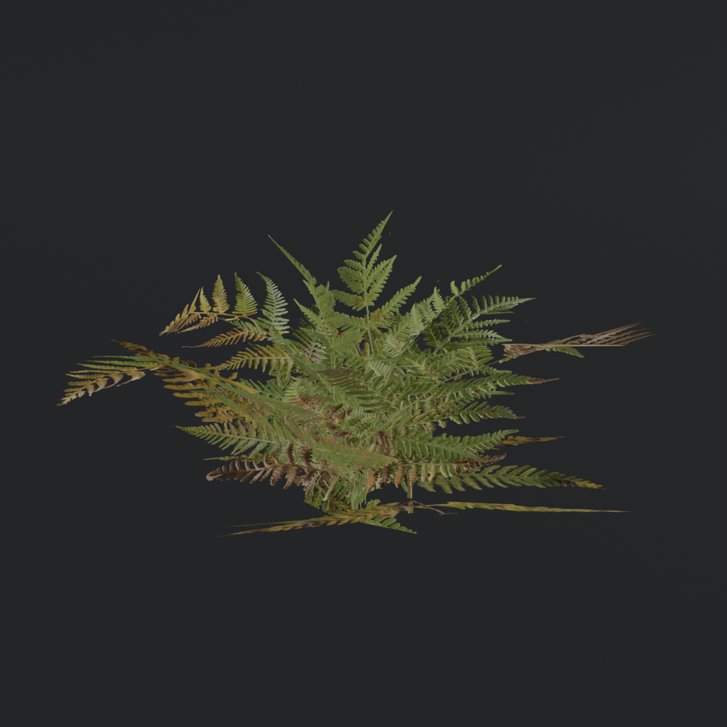 Small Fern c1 | 3D Tree models | BlenderKit