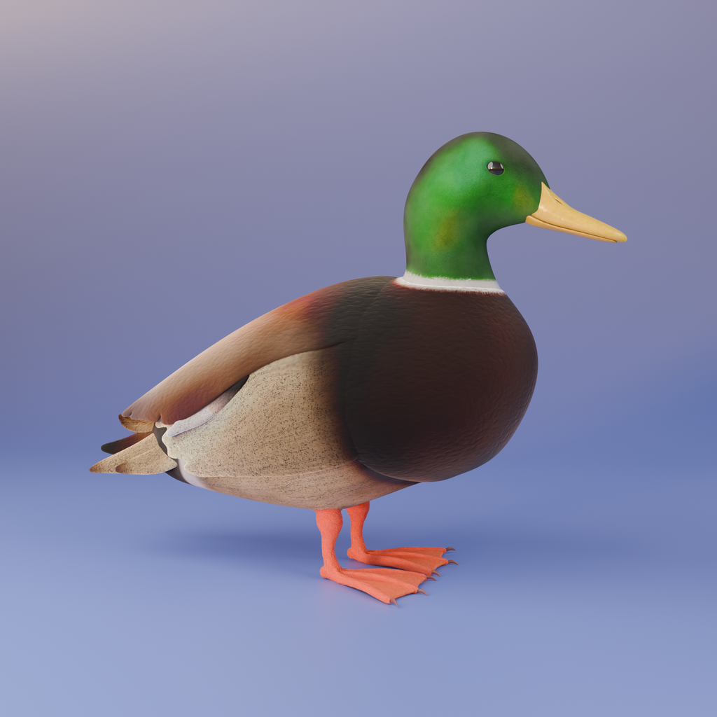 Green Neck Duck | Birds models | BlenderKit