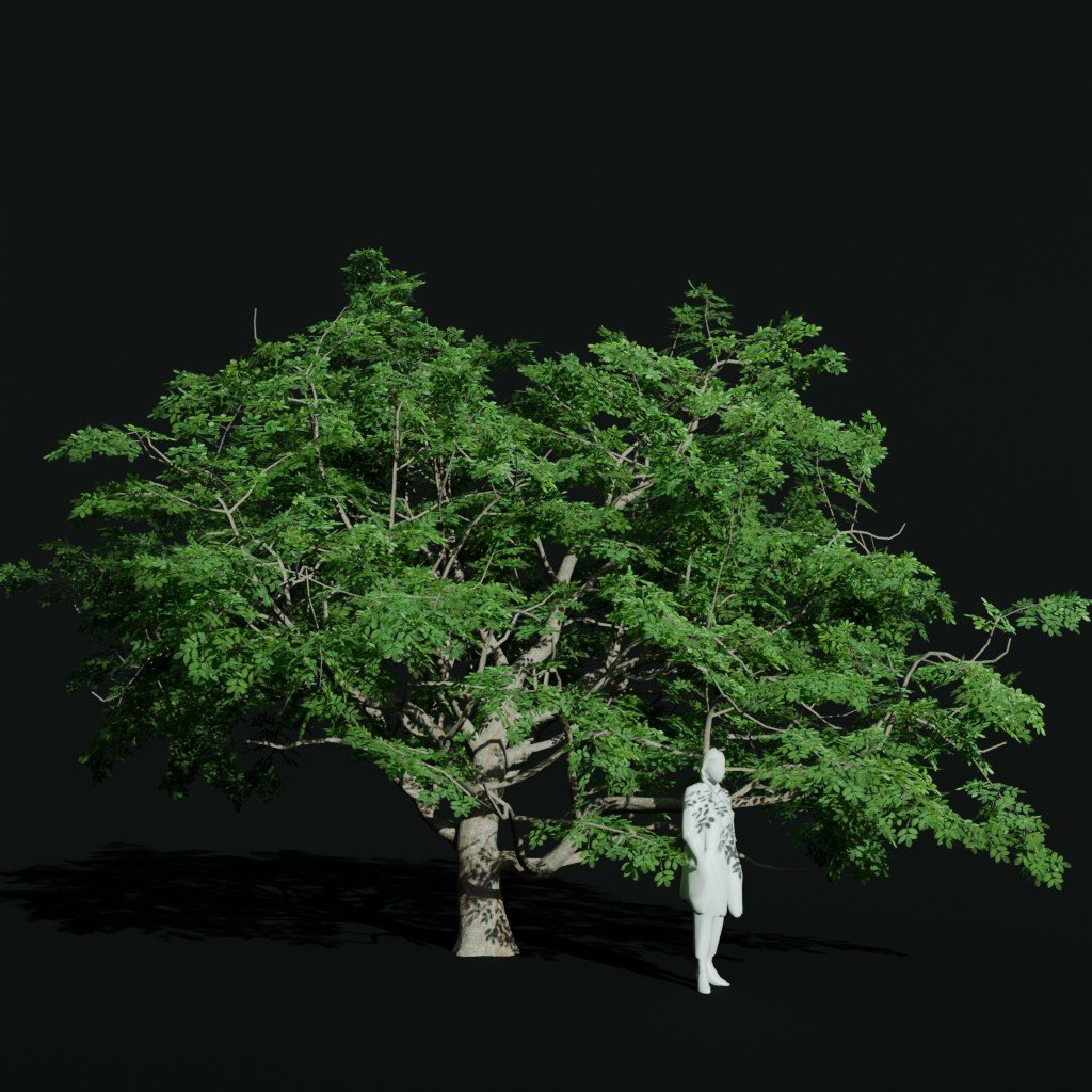 Gumbo Limbo Ancient Var | Trees models | BlenderKit