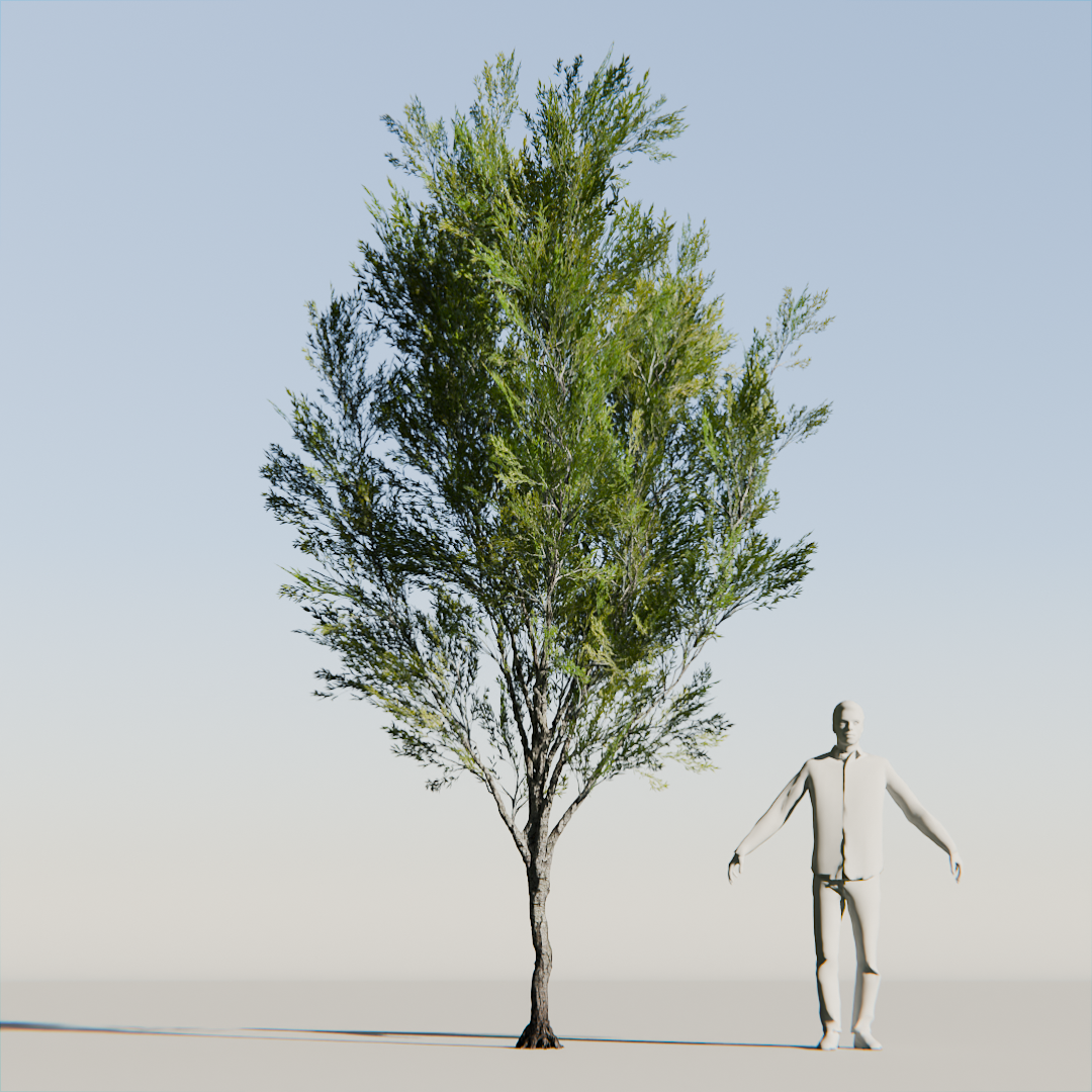 Coral bark tree animated lowpoly | Trees models | BlenderKit