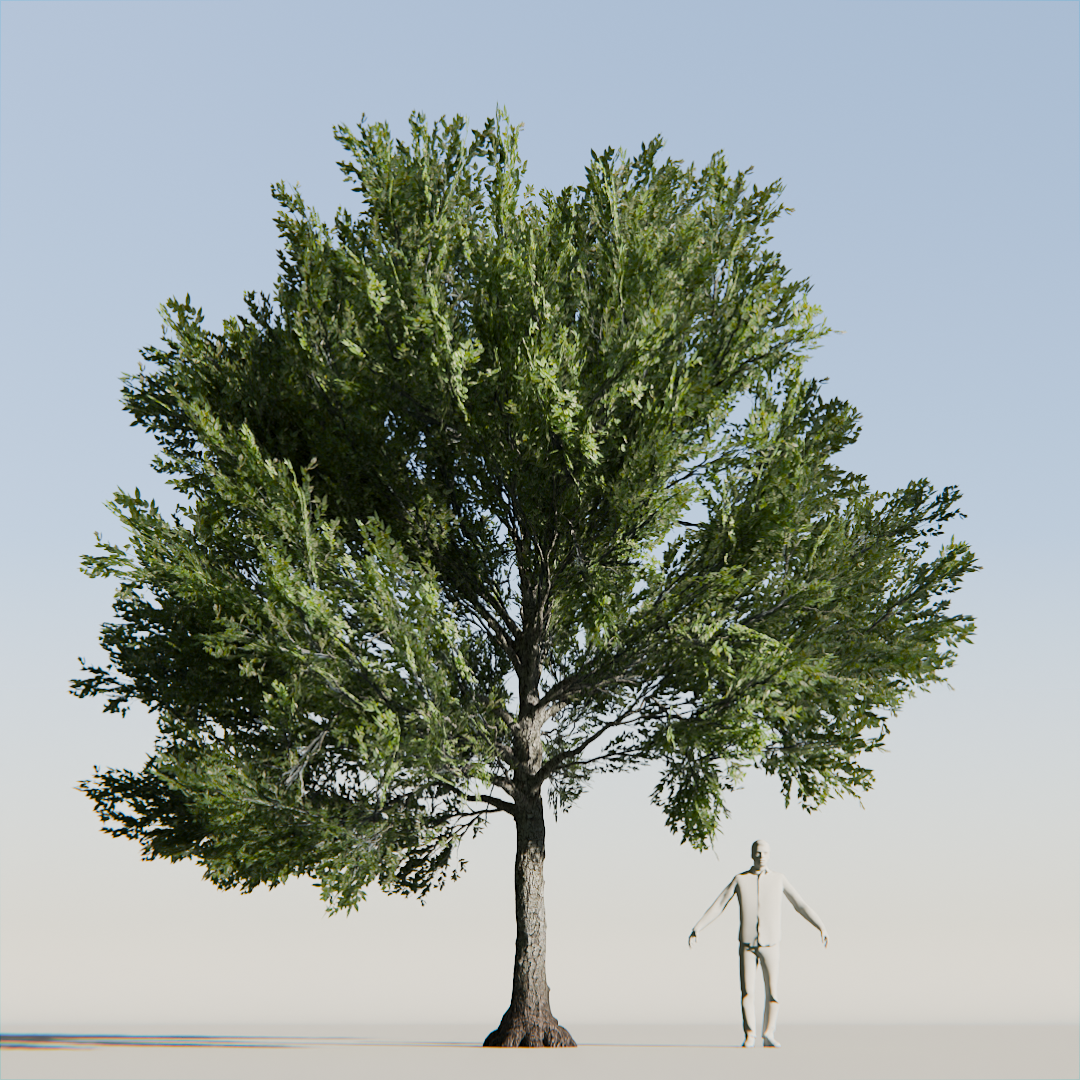 American beech tree variation low poly | Trees models | BlenderKit