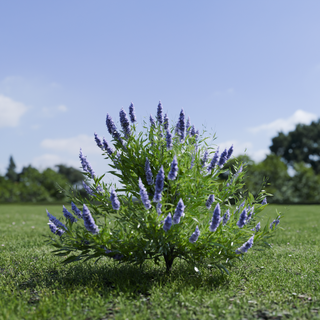Shurb Spirea Care Blue Mist Animated | Outdoor Plants models | BlenderKit