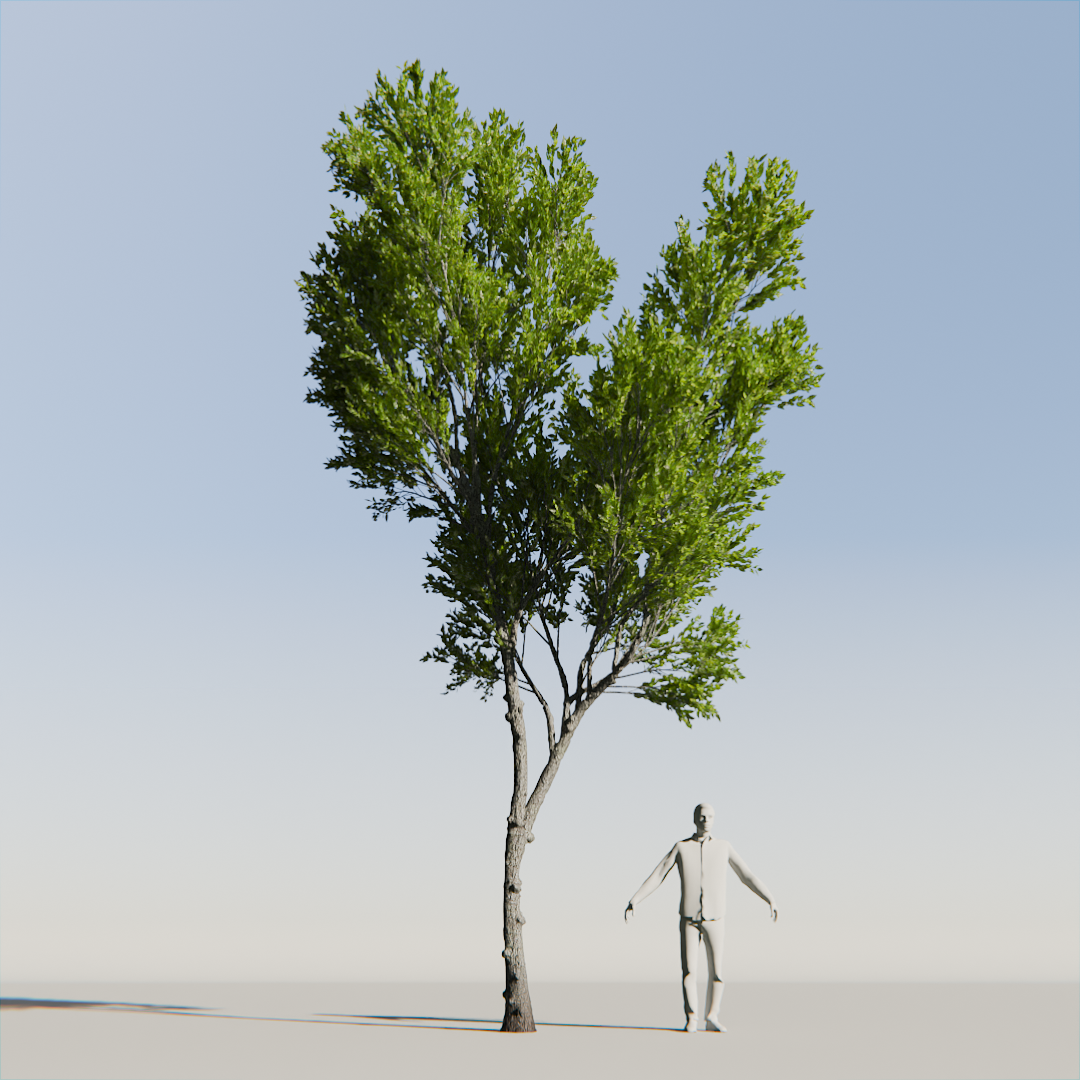 Katsura tree variation 07 | Trees models | BlenderKit