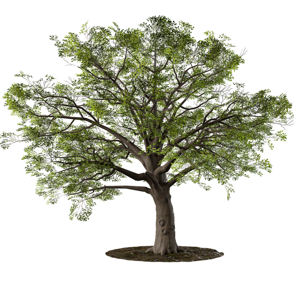 Oak tree | Trees models | BlenderKit