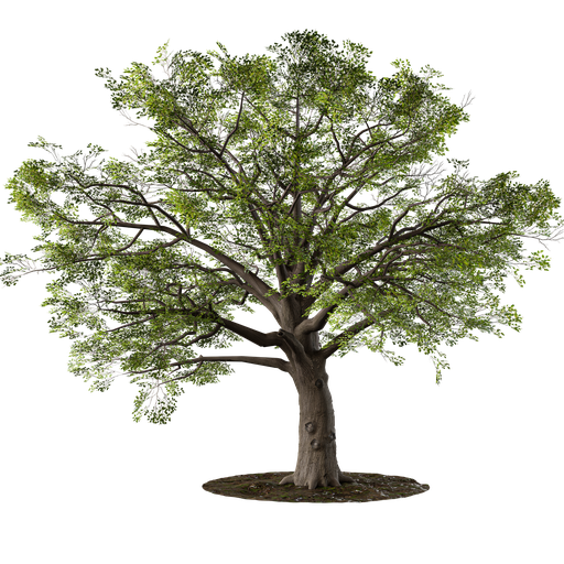 Oak tree | Trees models | BlenderKit