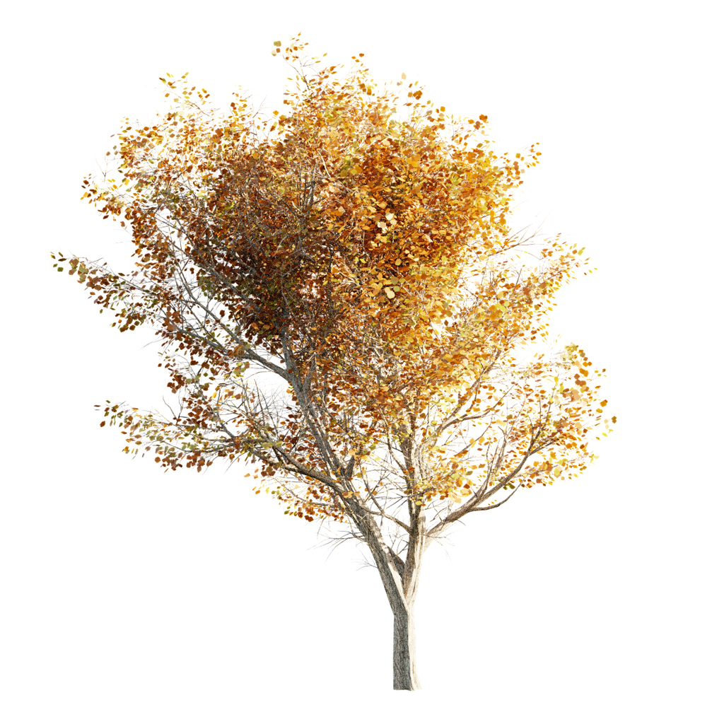 Tree LOD 0 Autumn | FREE Trees models | BlenderKit