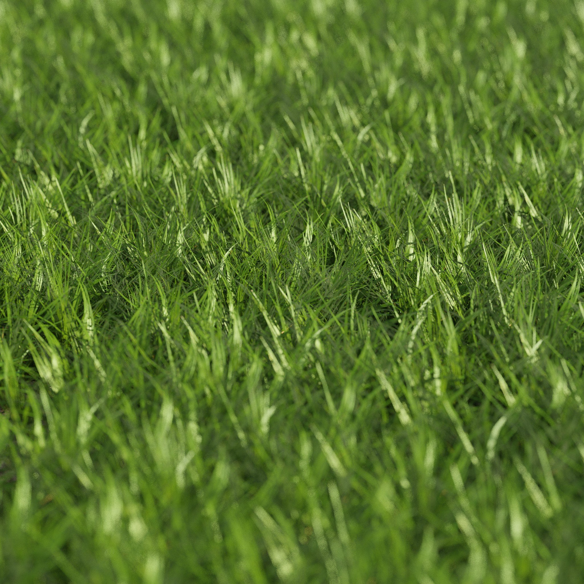 Grass - Large area | FREE Grass models | BlenderKit