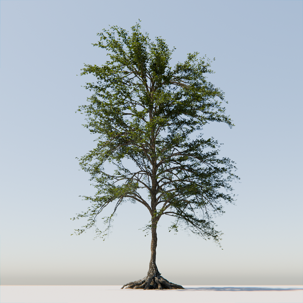Tree 15 | Trees models | BlenderKit
