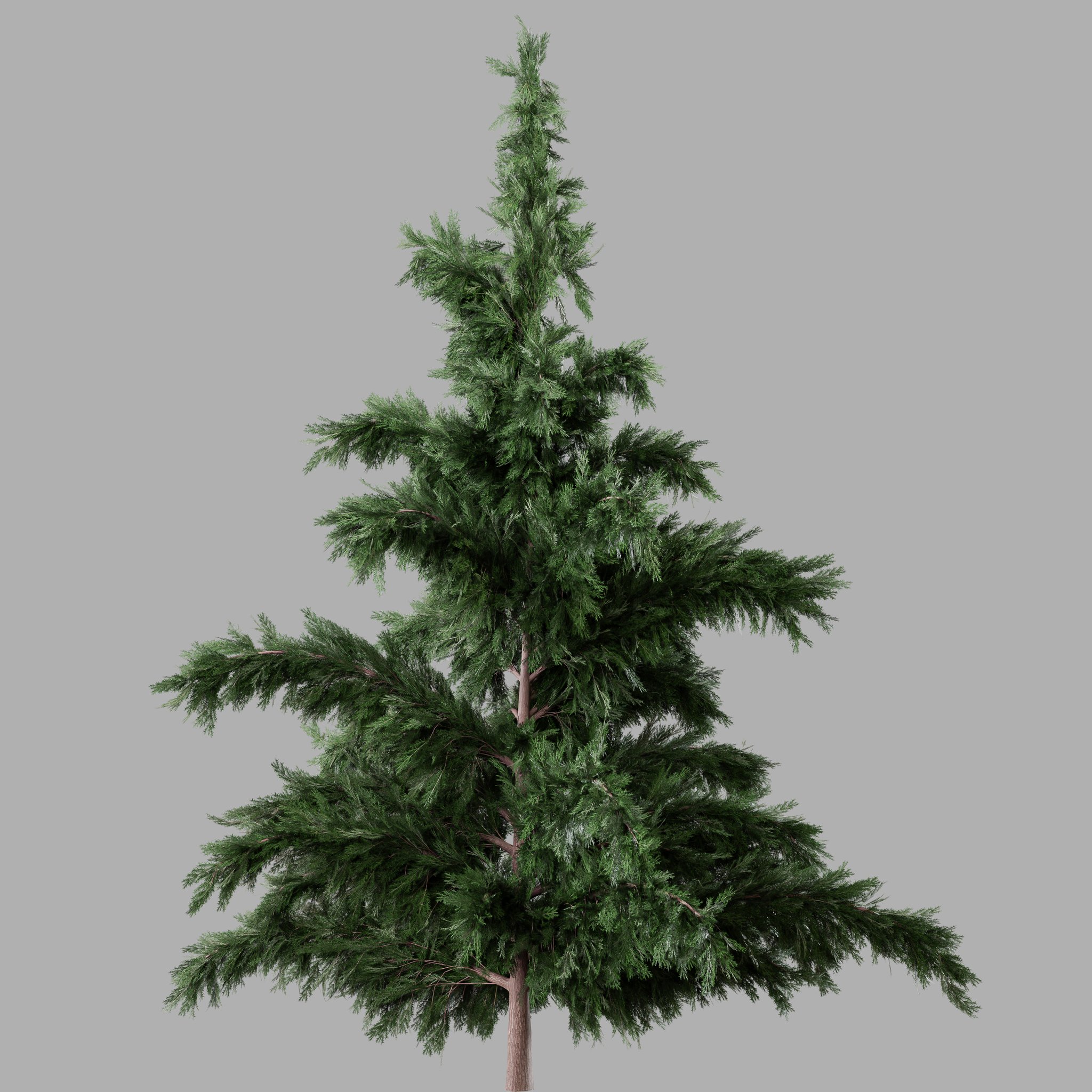 Cypress C | Trees models | BlenderKit