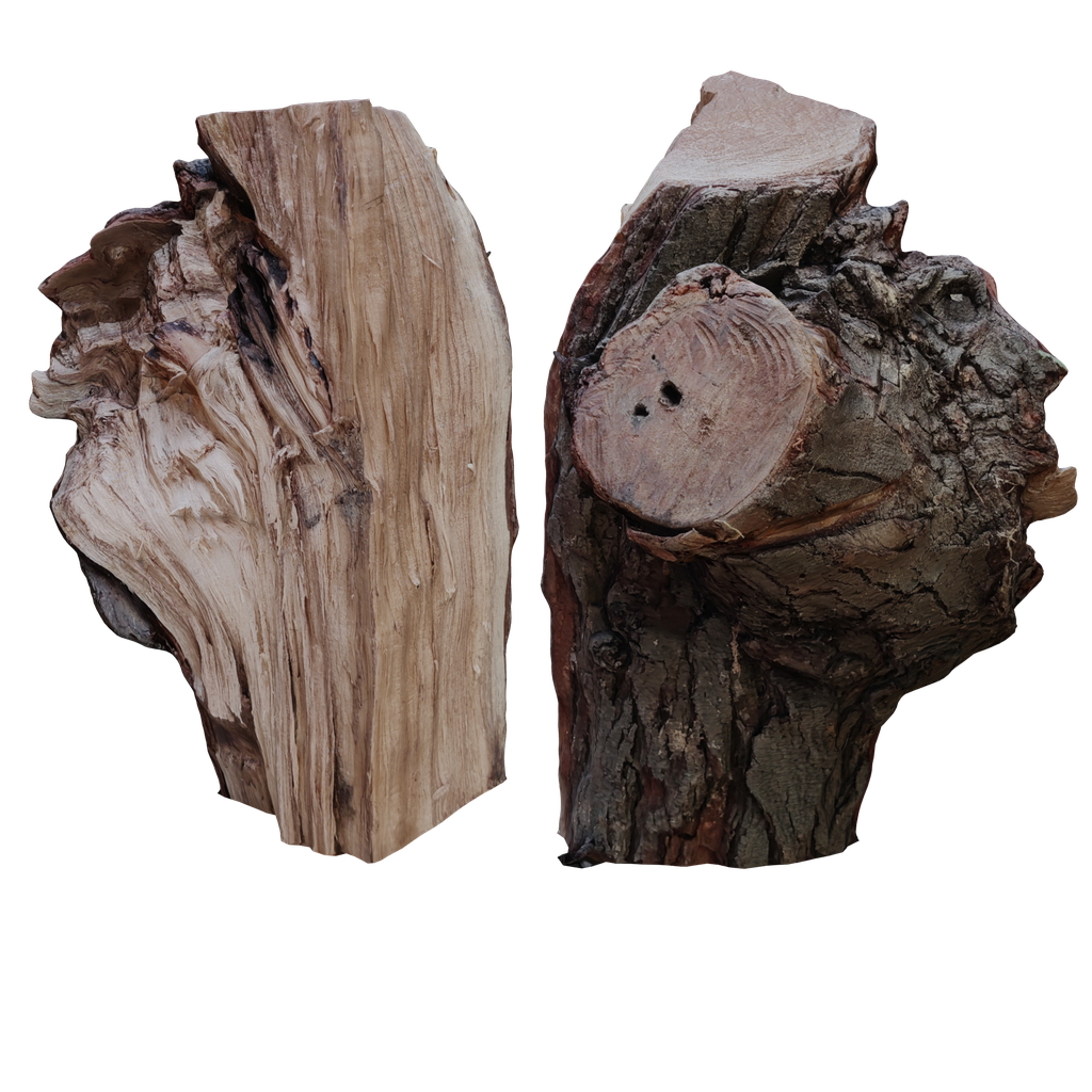 Trunk cutted scan | FREE Trees models | BlenderKit