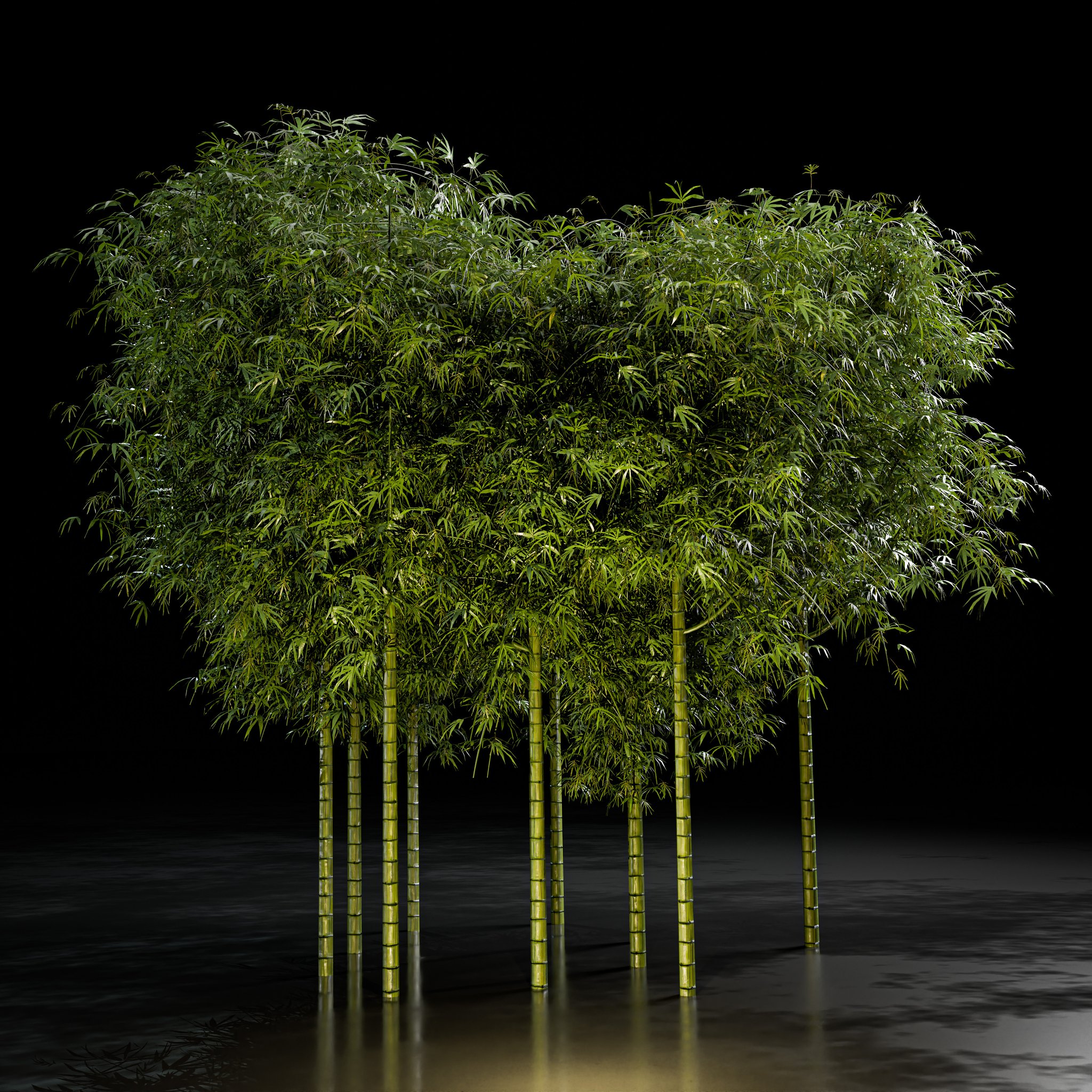 Several bamboo trees | Trees models | BlenderKit